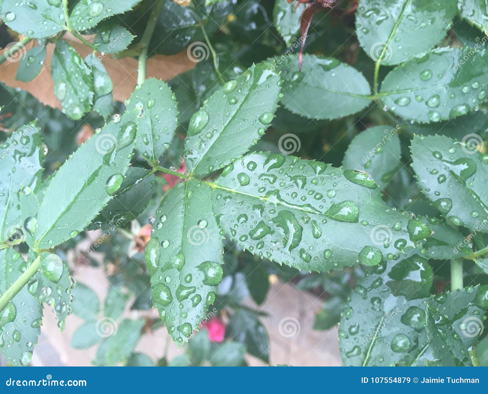 Leaf with Raindrops after Storm Stock Image - Image of focus, grass ...