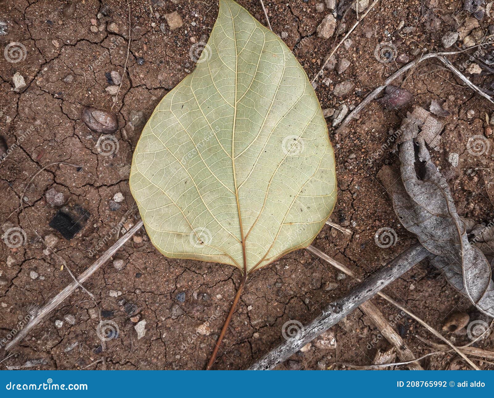 Green Plant Leaves with Natural Leaf Texture 5 Stock Photo - Image of ...