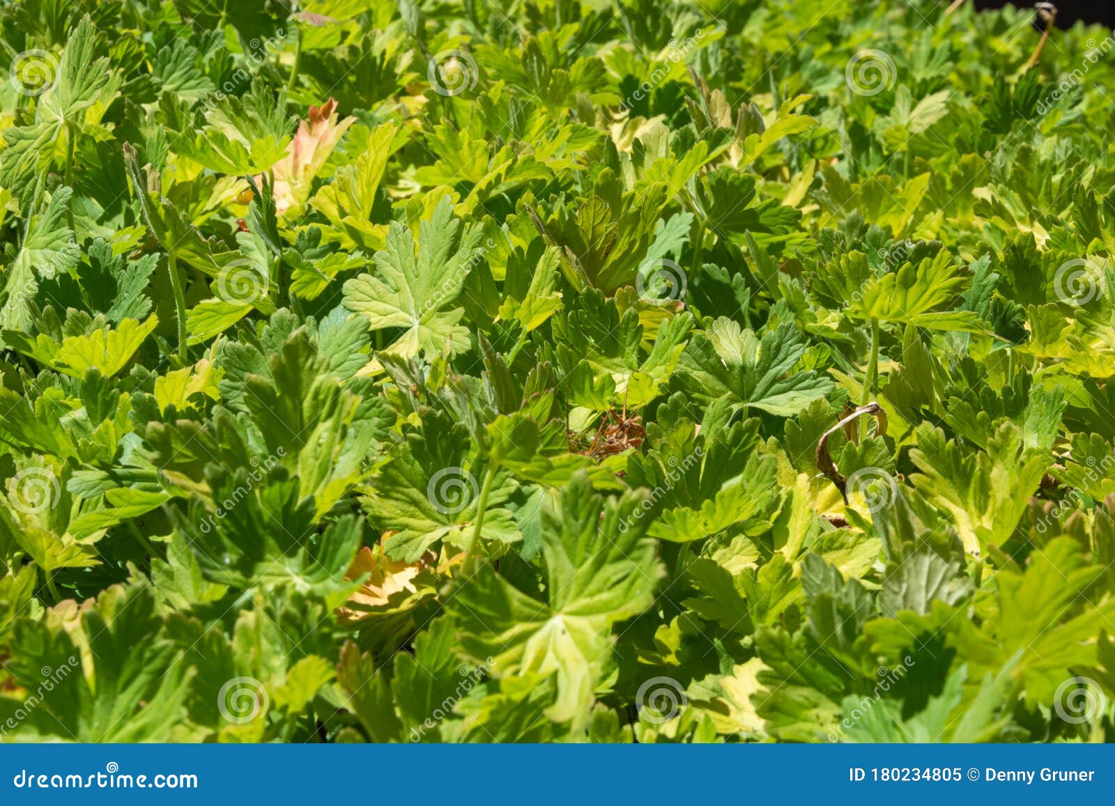 Green Plant Leaves with a View from Above Stock Image - Image of season ...