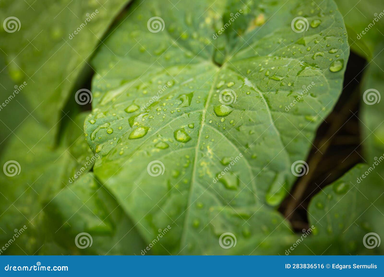 Green Plant Leaves with Water Drops, Spring Stock Photo - Image of ...