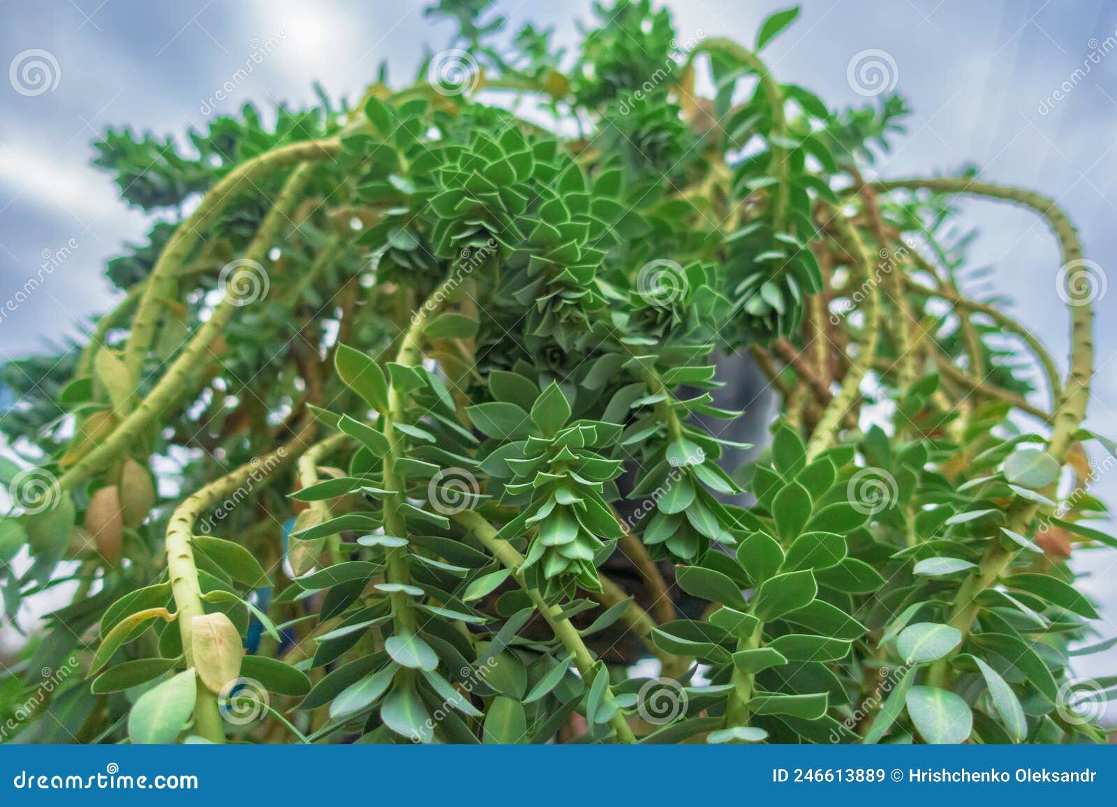 Green Plant with Green Long Stems Hanging Down Stock Image - Image of ...