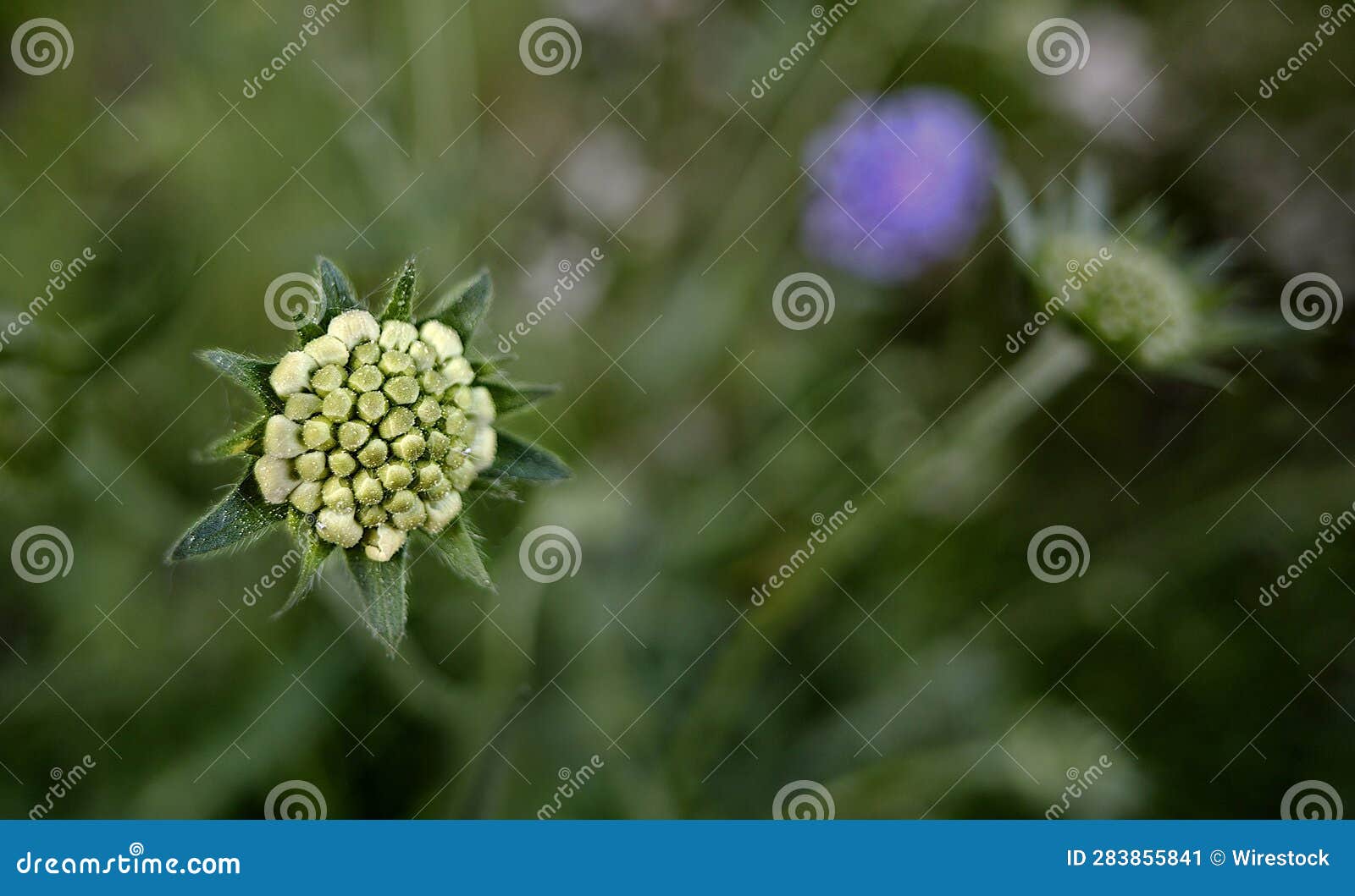 Green Plant with Multiple Small Buds. Stock Image - Image of flora ...