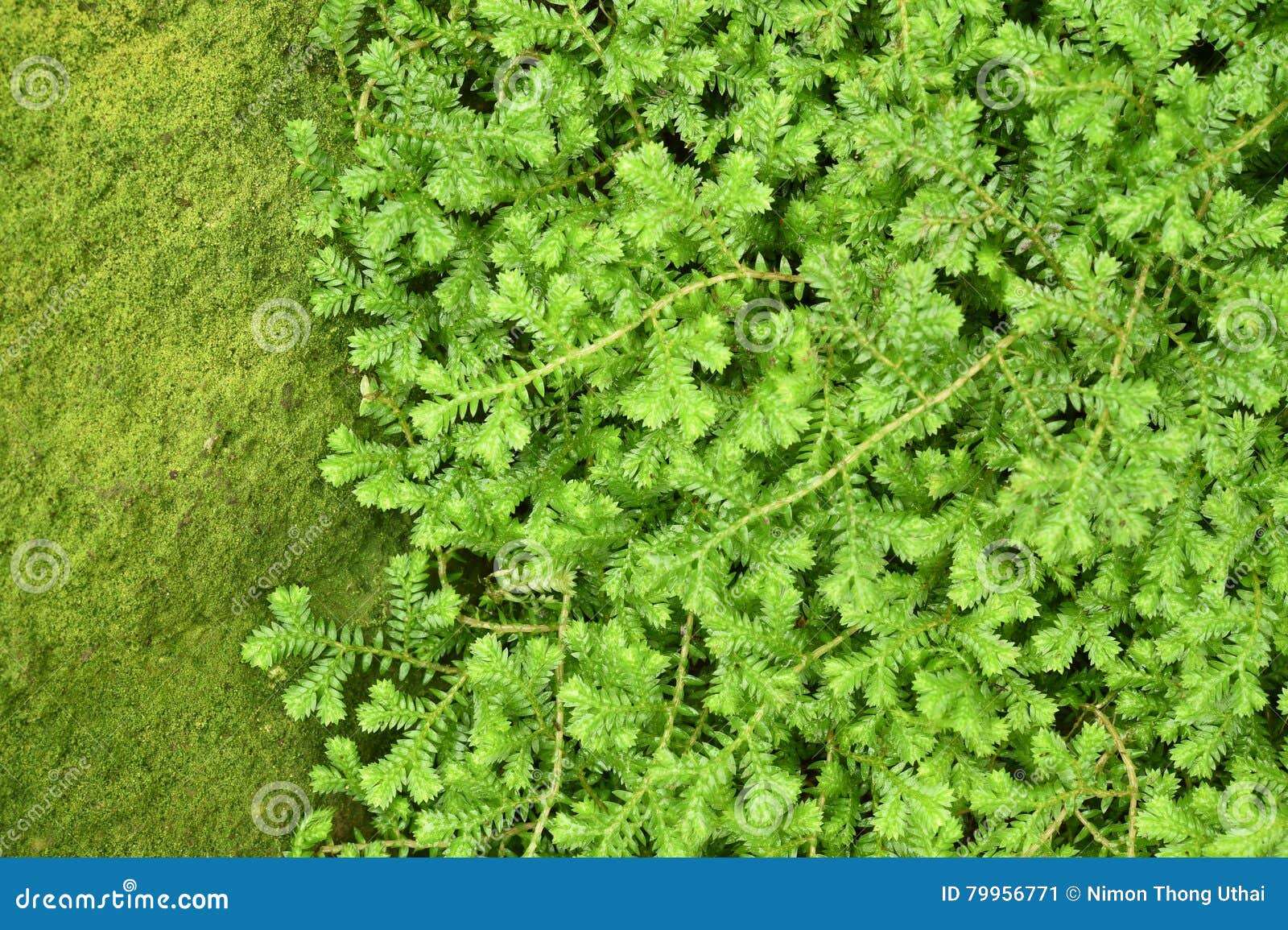 Green plant in nature stock image. Image of nature, beautiful - 79956771