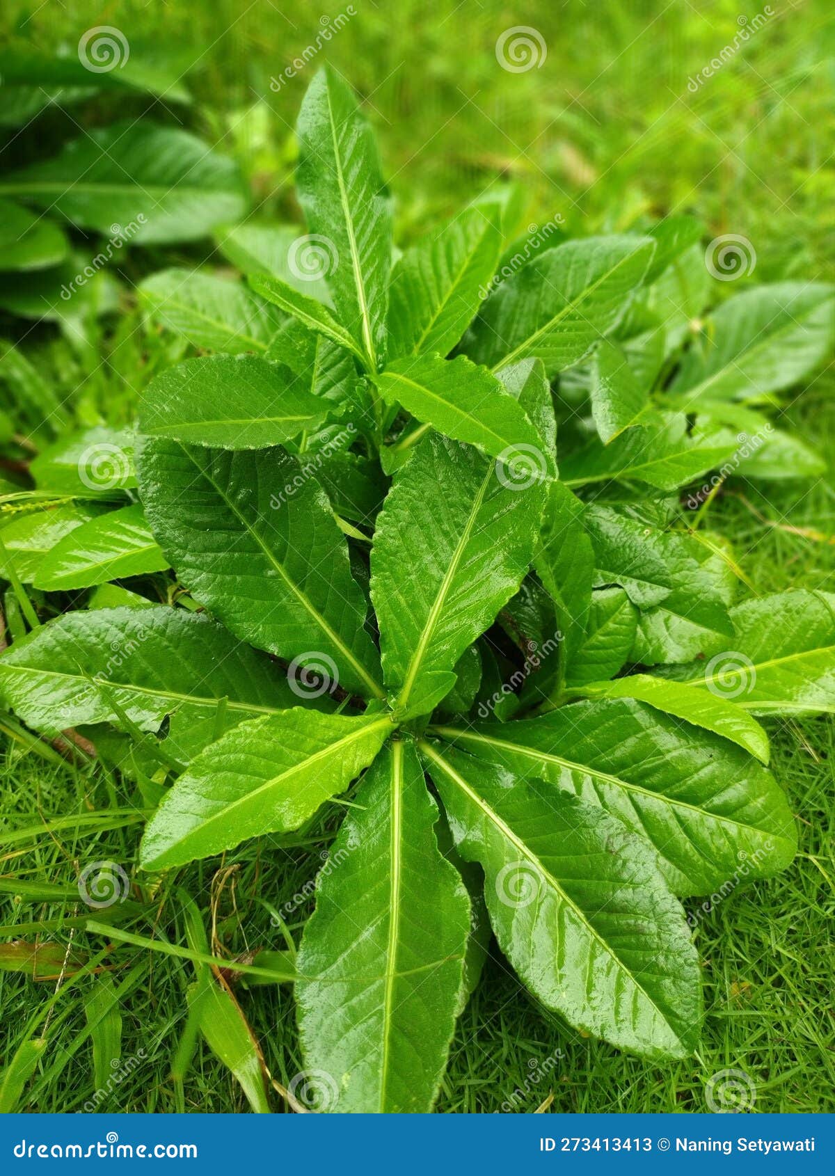 Green Plant Pattern Texture Background Stock Image - Image of green ...