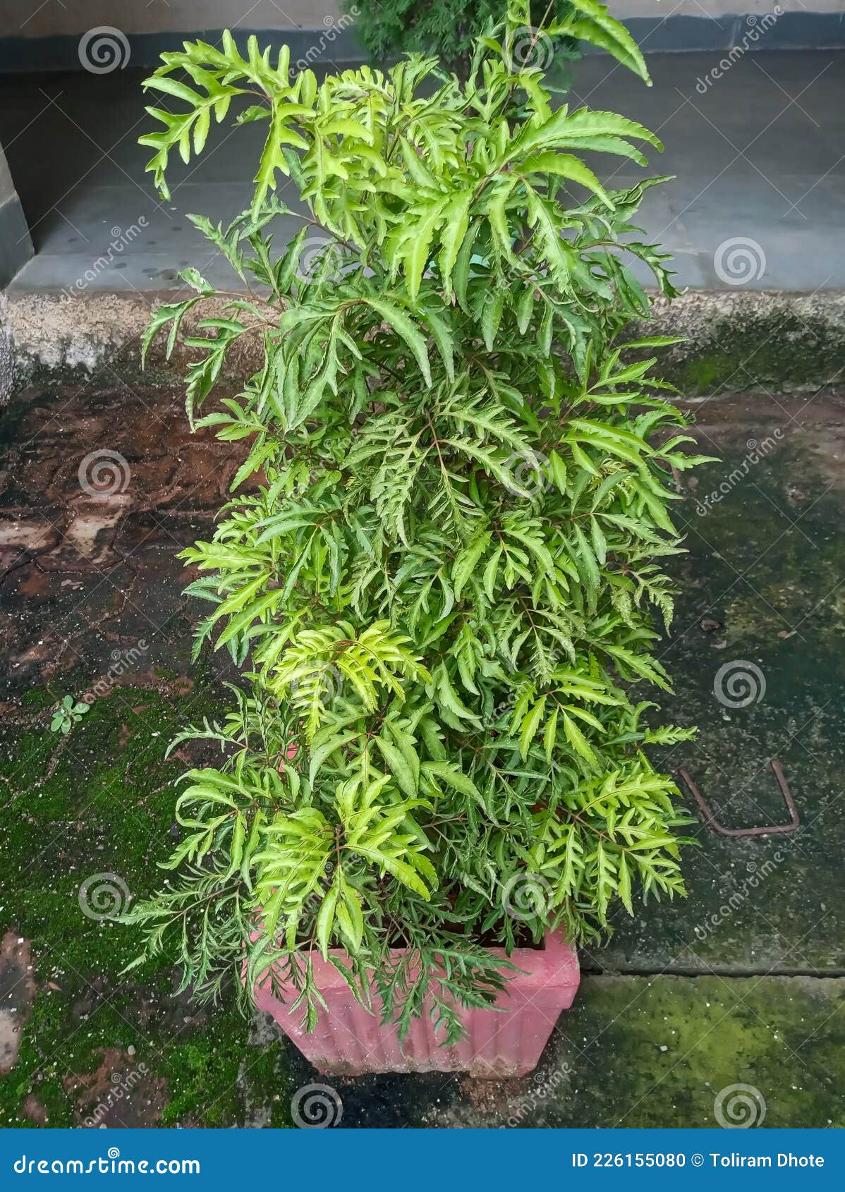 This is the Green Plant of Polyscias Fruticosa. Stock Photo - Image of ...