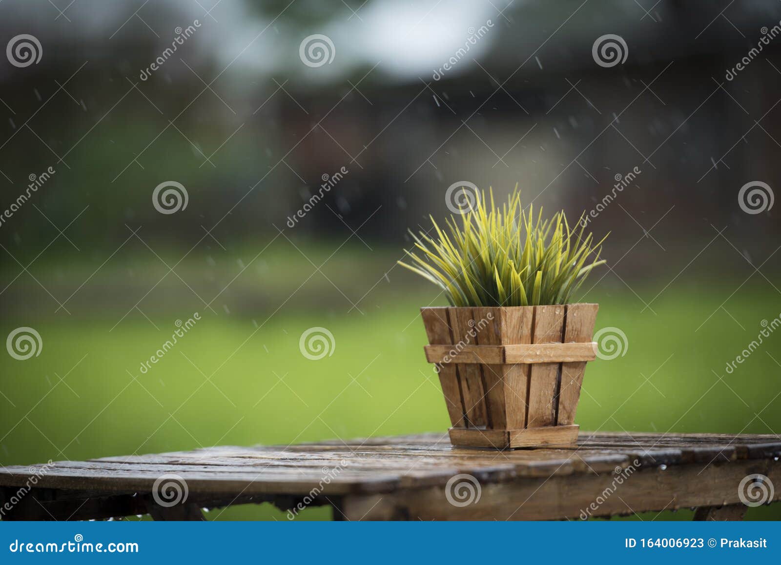 Green Plant in Pot on Table Stock Image - Image of rain, growth: 164006923