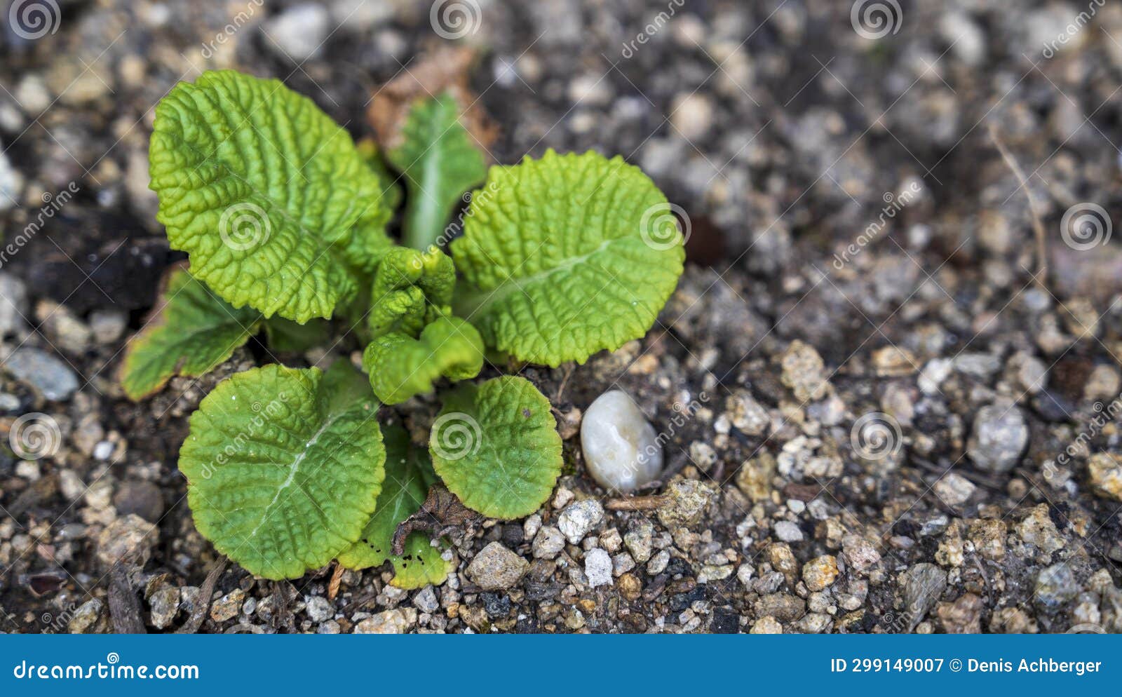 Green Plant Primula Grows from Ground Stock Image - Image of daylight ...