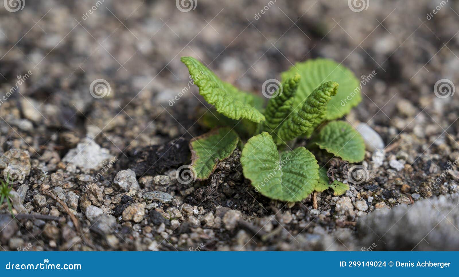 Green Plant Primula Grows from Ground Stock Photo - Image of season ...