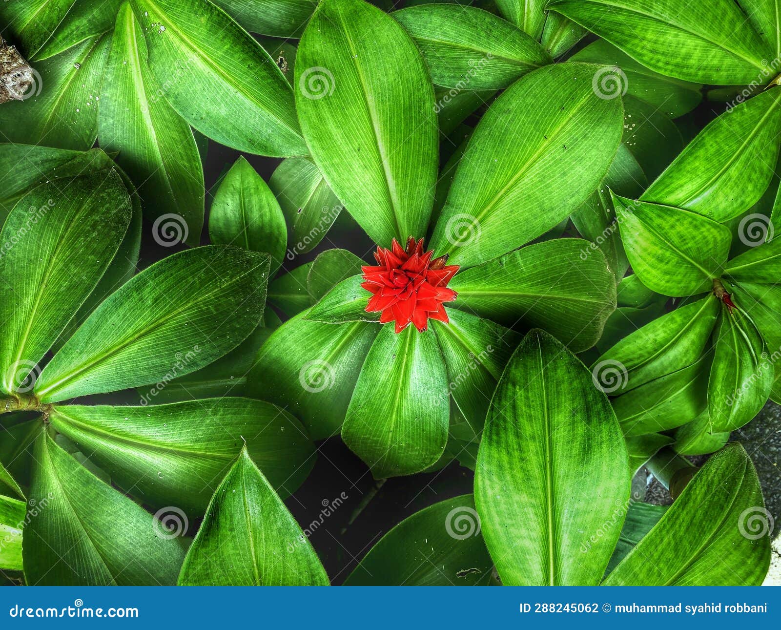 A Green Plant with Red Flowers that Grows Naturally Stock Photo - Image ...