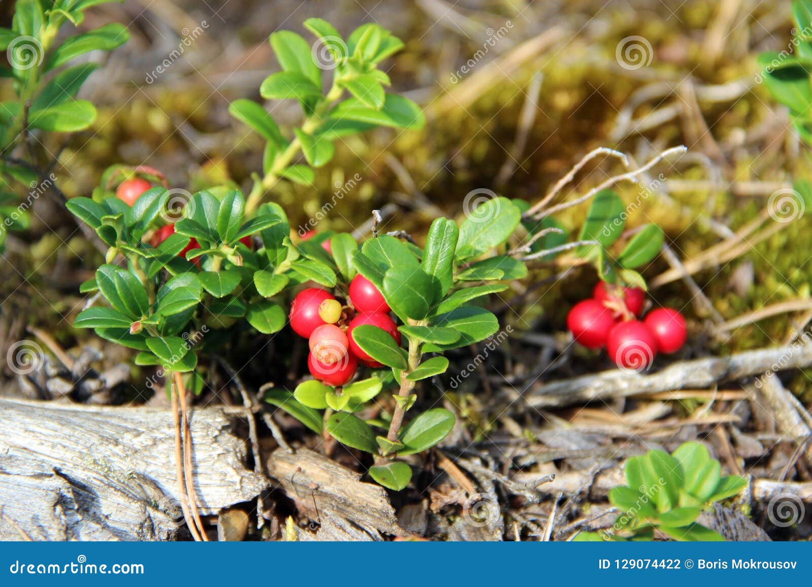 Green Plant with Red Round Berries in the Sun Macro Stock Photo - Image ...