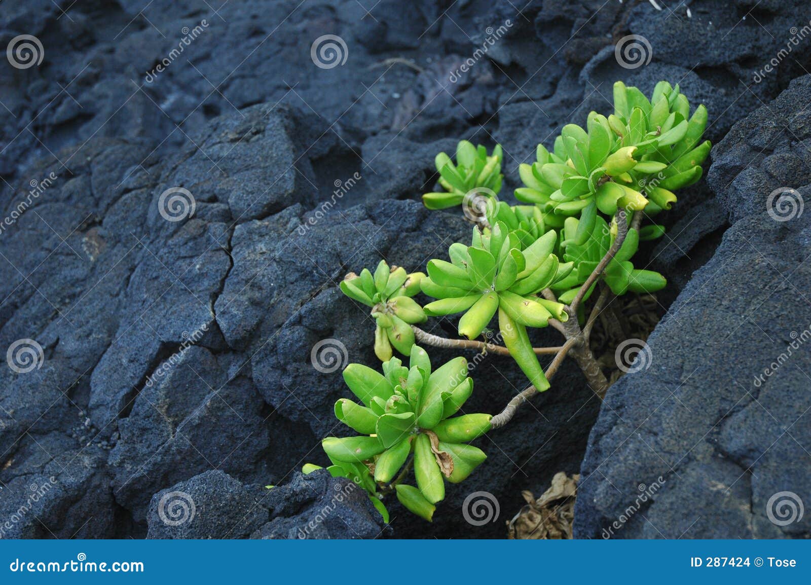 6,018 Lava Rock Plant Stock Photos - Free & Royalty-Free Stock Photos ...