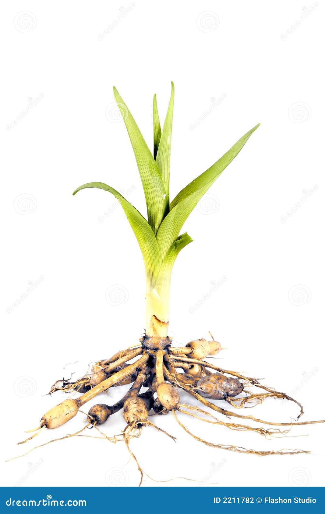 Green plant root details stock photo. Image of fresh, cultivation - 2211782