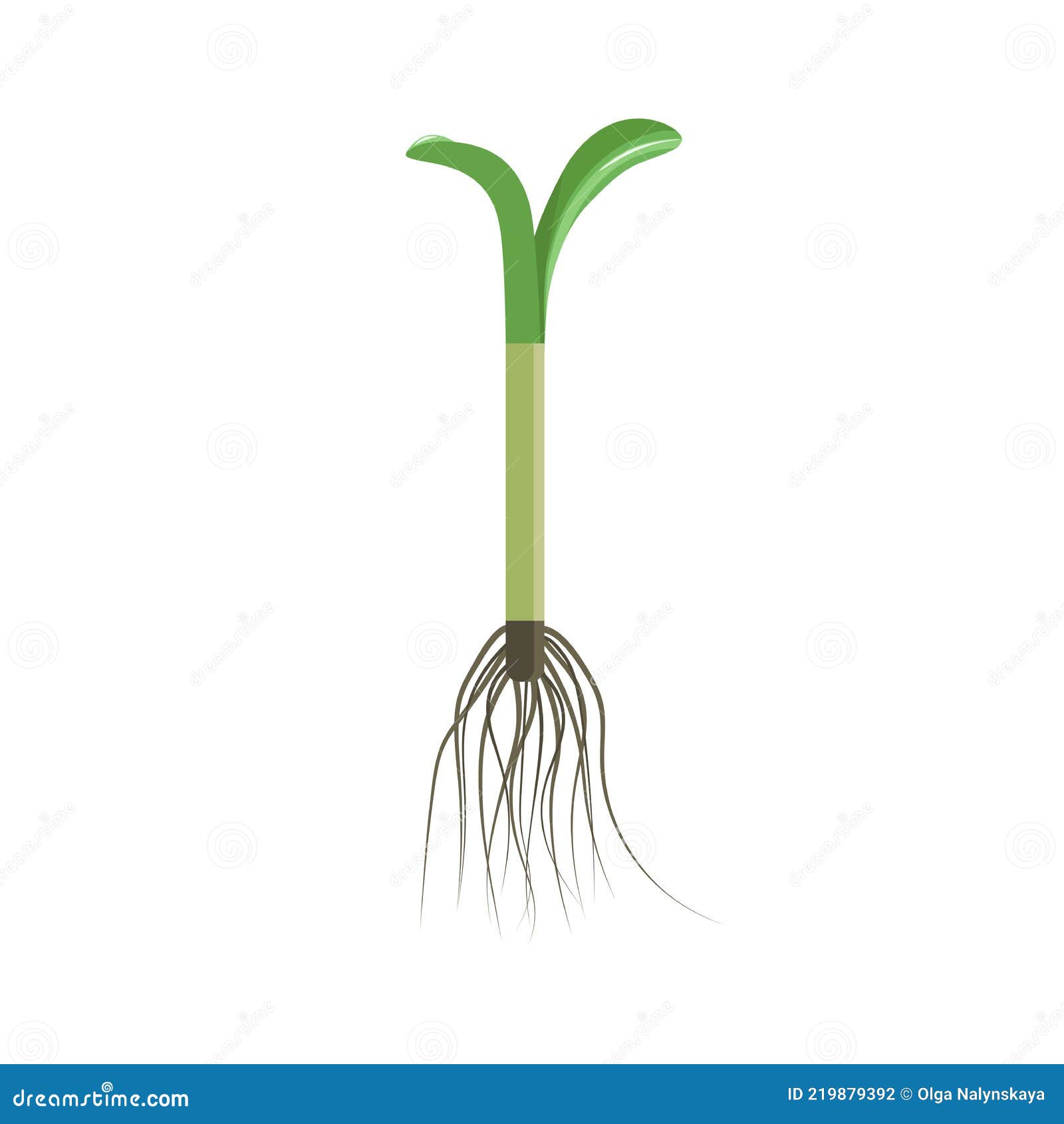 Green Plant with Root. Spring Sprout with Small Leaves Stock Vector ...
