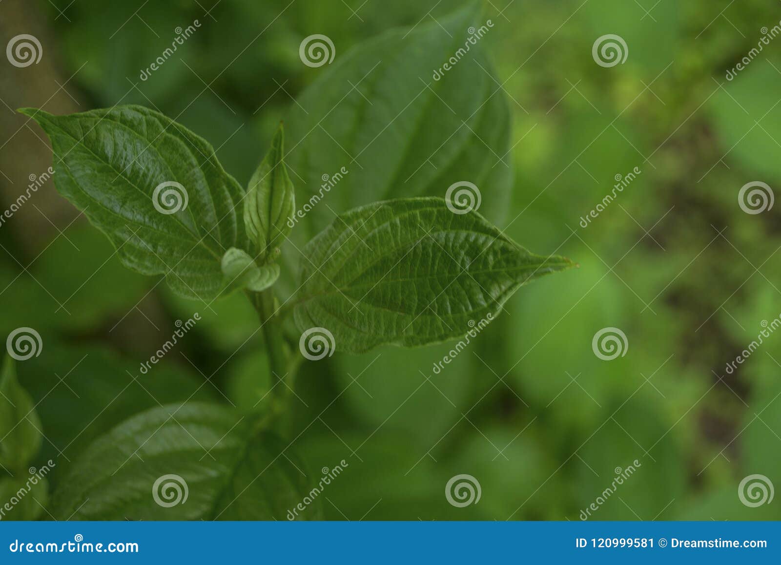 Green plant shoot stock image. Image of summer, shoot - 120999581