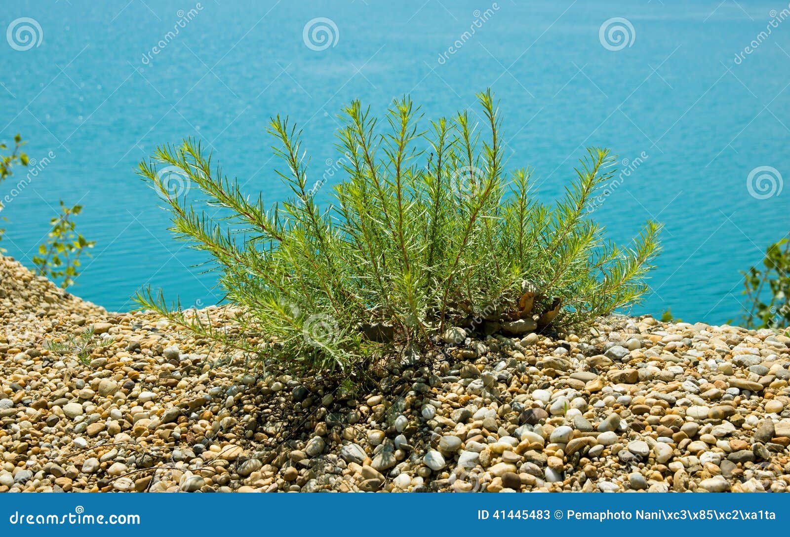 Green Plant on Shore stock image. Image of flora, beach - 41445483
