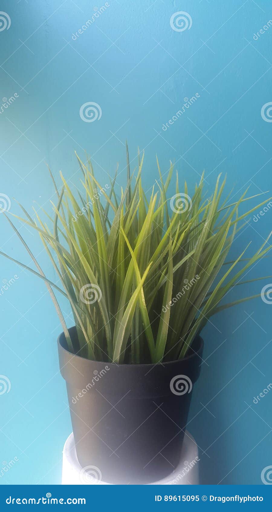 Green plant stock image. Image of blue, side, plant, view - 89615095