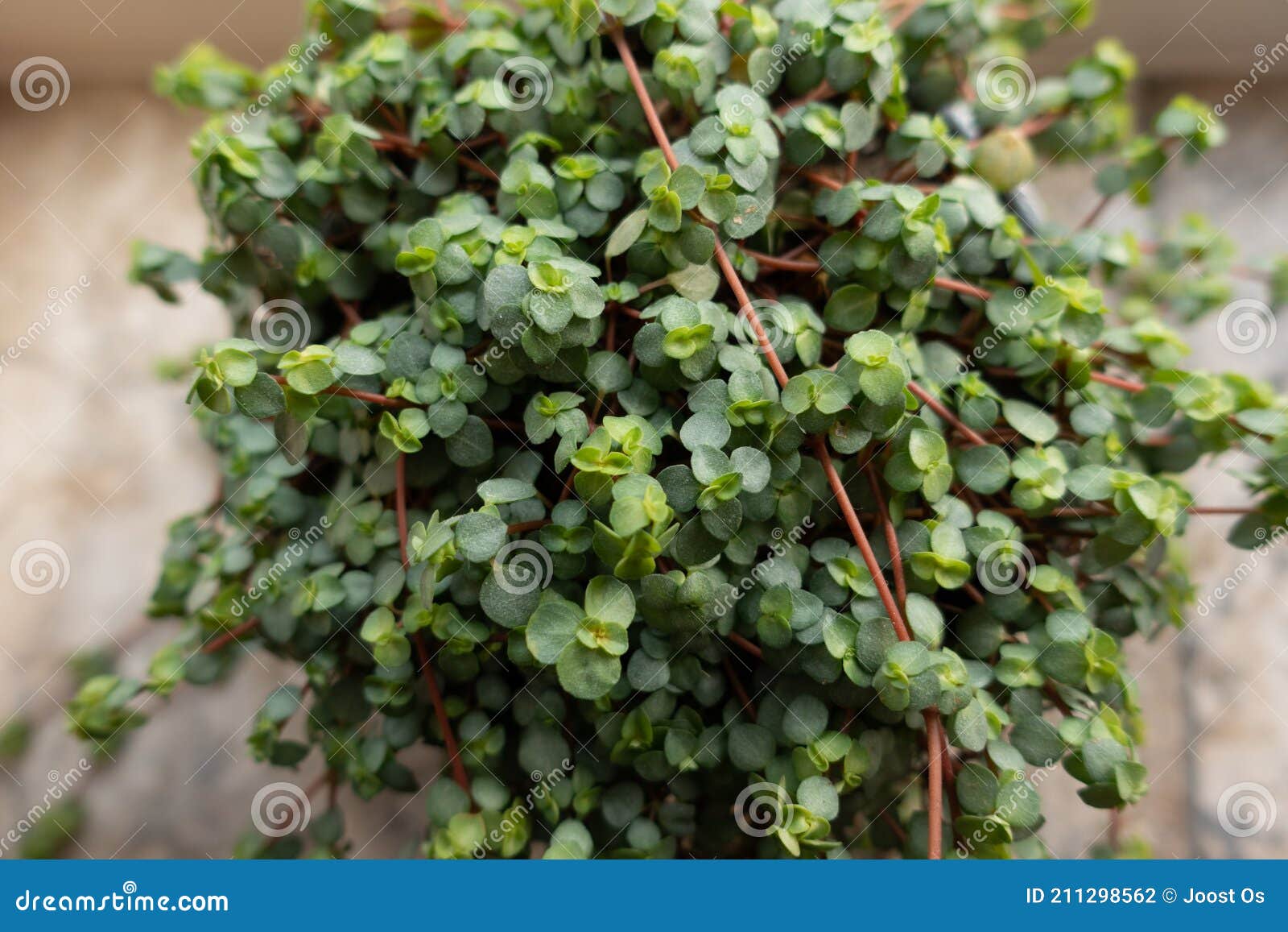 Green Plant with Small Leafs Stock Photo - Image of plant, produce ...