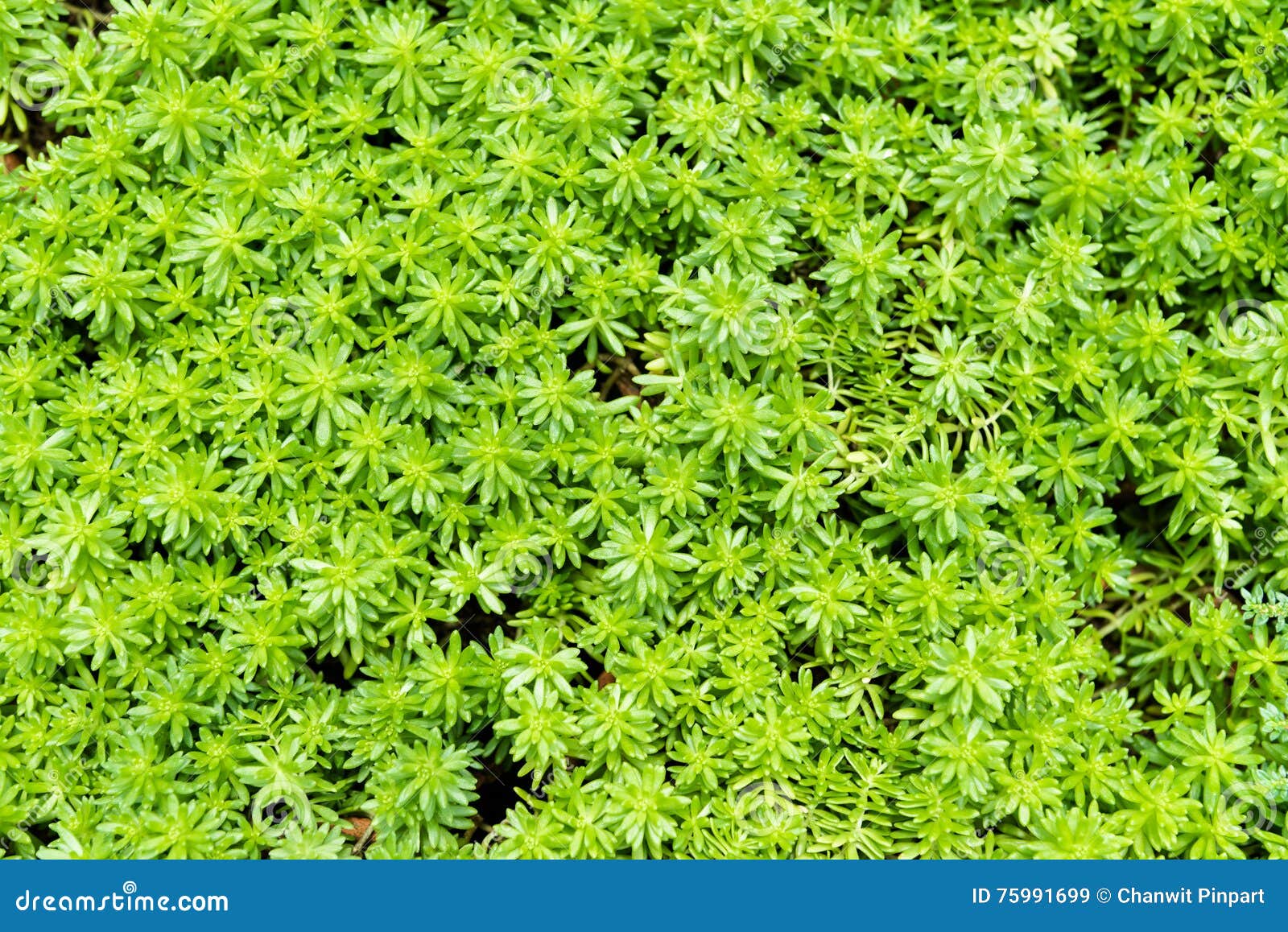 Green Plant with Small Leaves Stock Image - Image of tiny, nurture ...