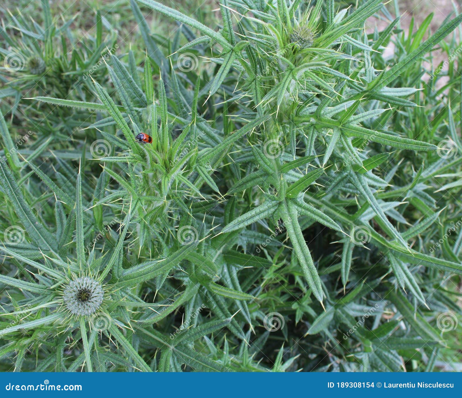 Green Plant Spiky with Ladybug Stock Photo - Image of cactus, sharp ...