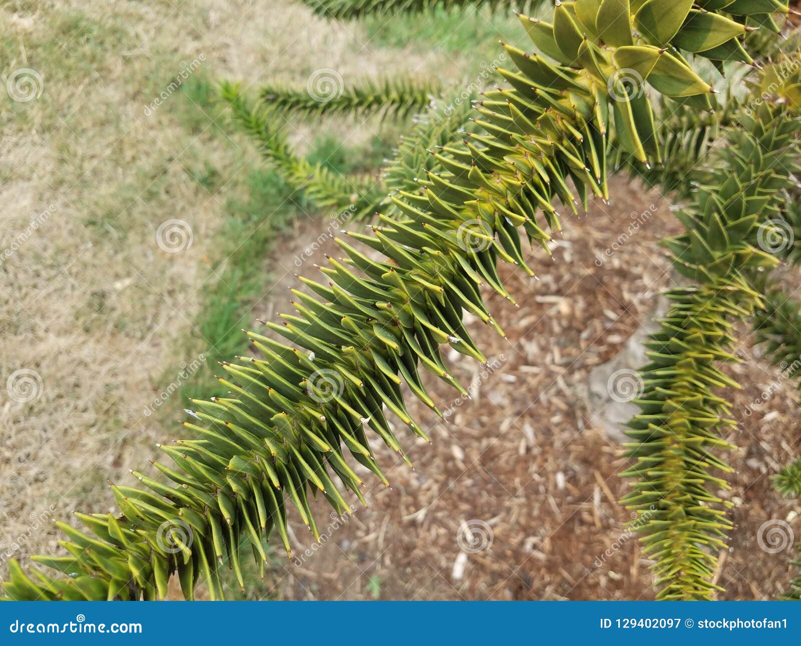 Green Plant with Spiky Sharp Leaves and Brown Mulch Stock Image - Image ...