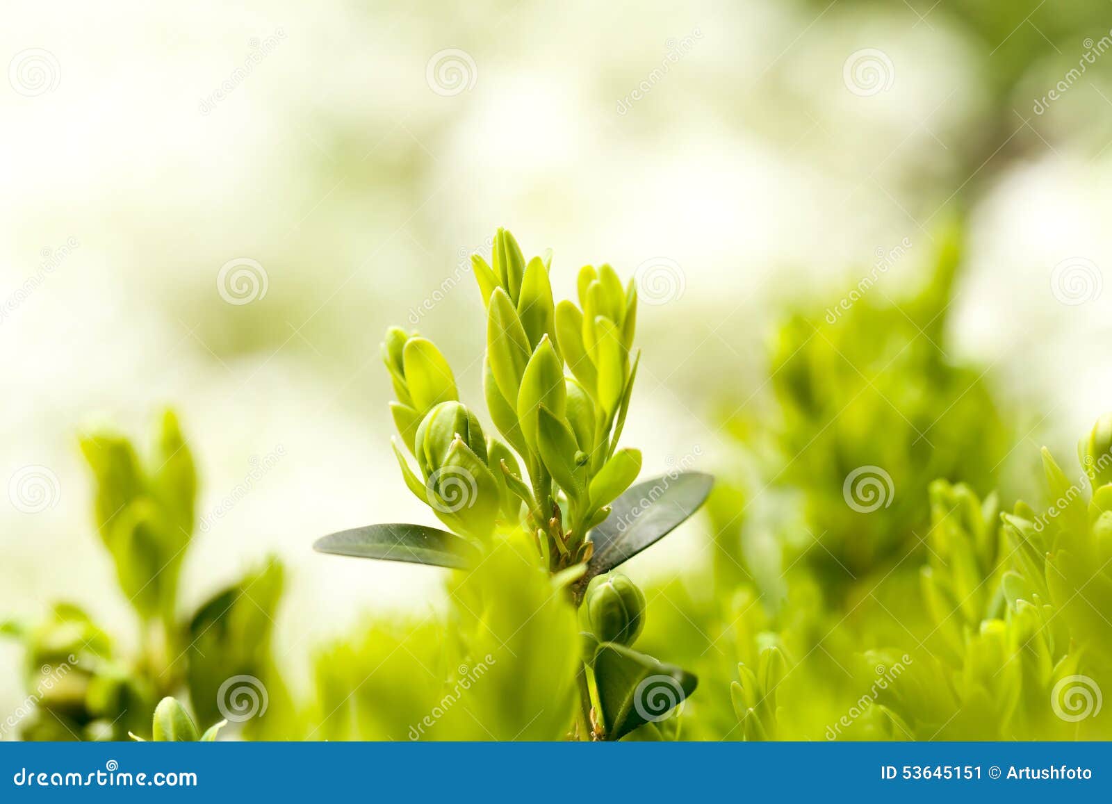 Green Plant Spring Background Stock Image - Image of background, aqua ...