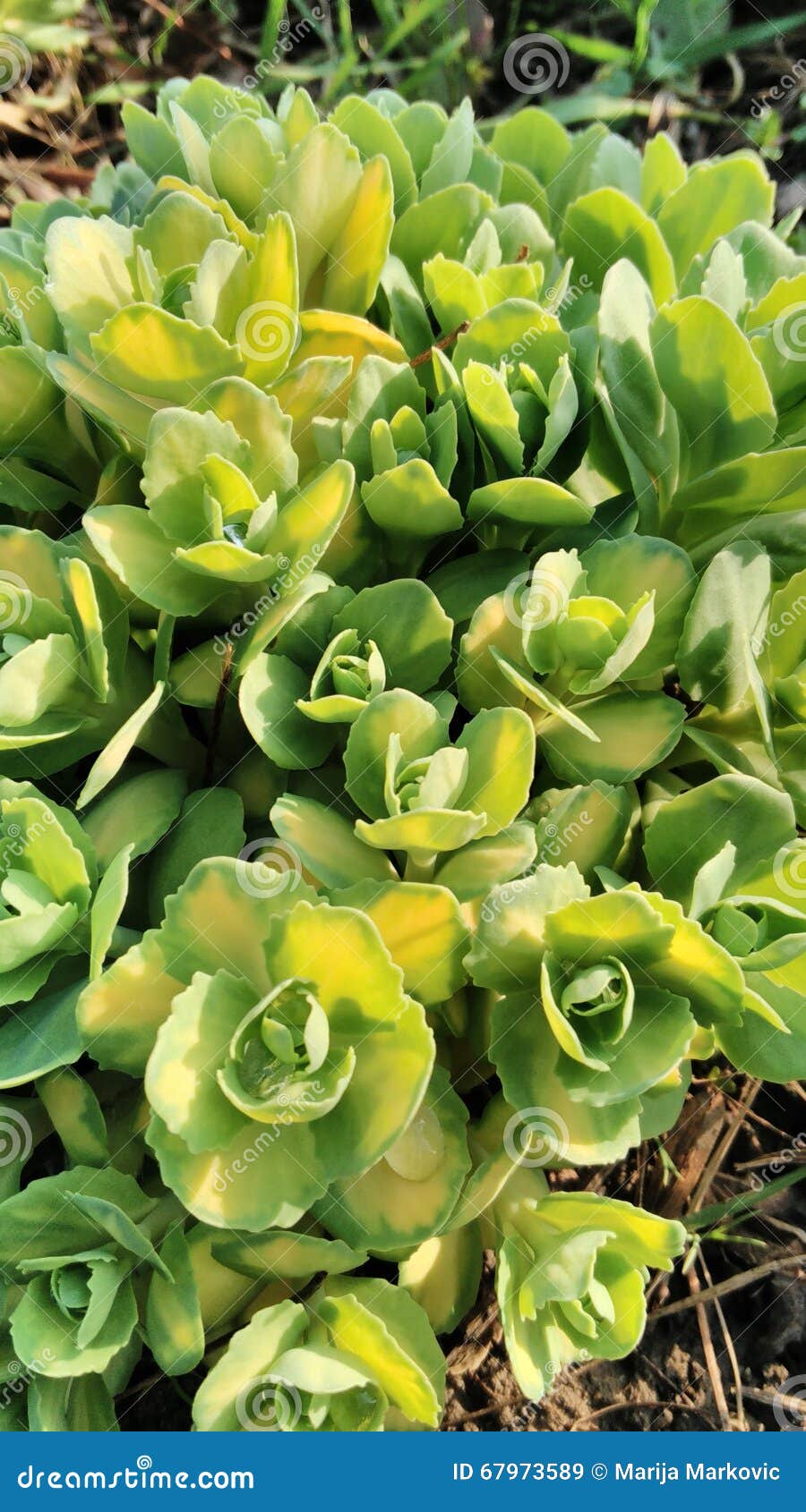 Green plant stock image. Image of spring, gren, green - 67973589