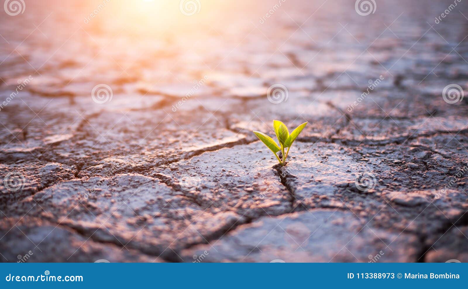 Green Plant Sprout in Desert Stock Image - Image of roasting, plant ...