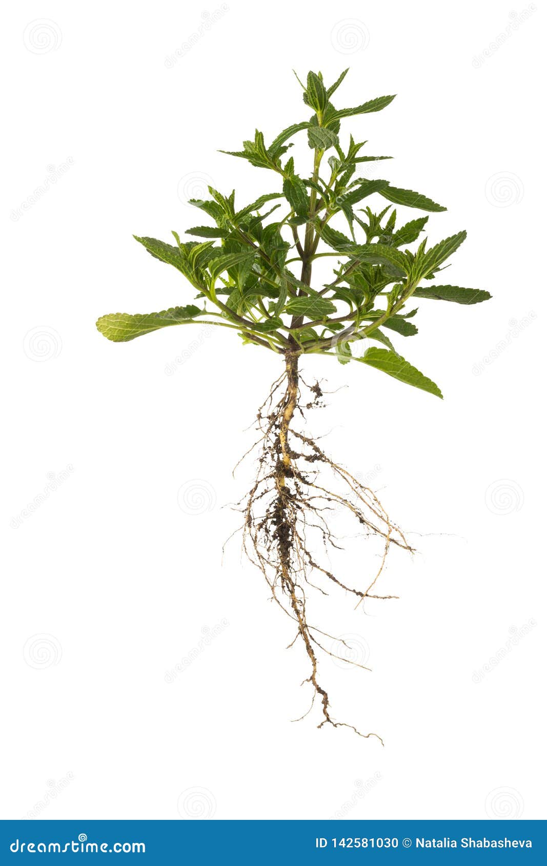 Green Plant Sprout Isolated on White Stock Photo - Image of cultivation ...