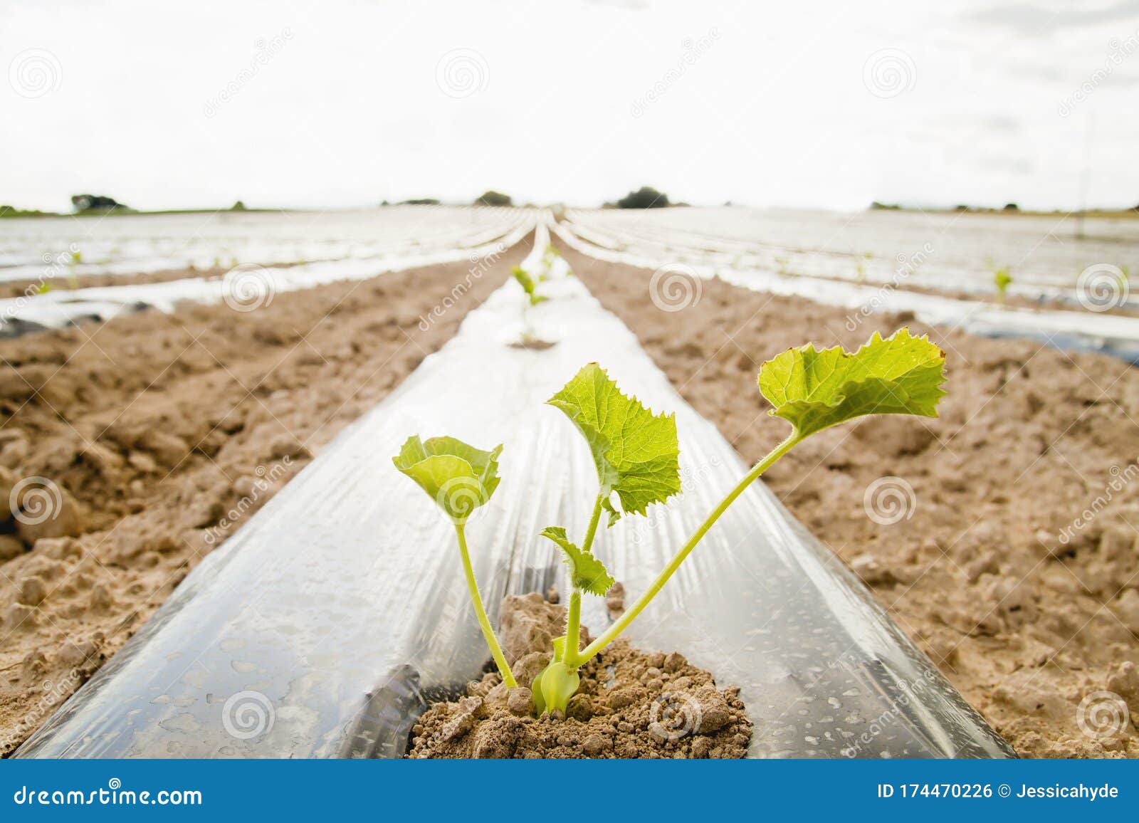 Green Plant Sprout on Plastic Mulch Rows in a Farmland Stock Photo ...