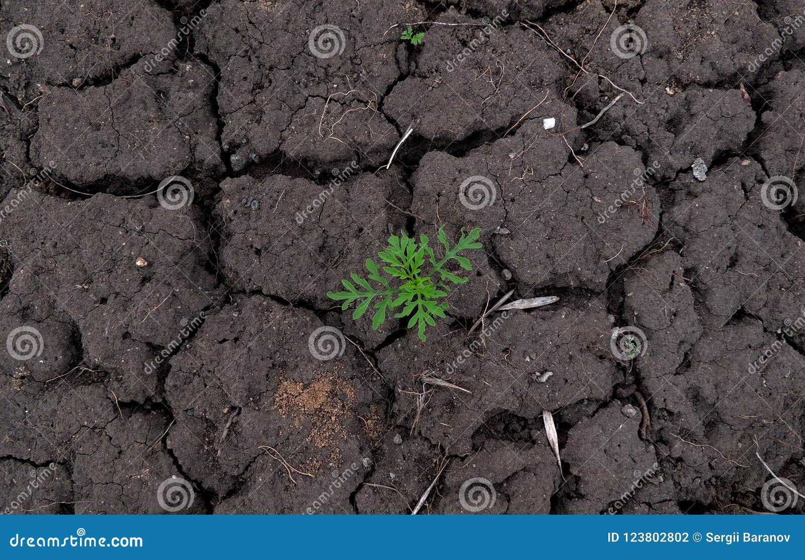 Clods of Dry Ground with Growing Germ Top View Stock Photo - Image of ...