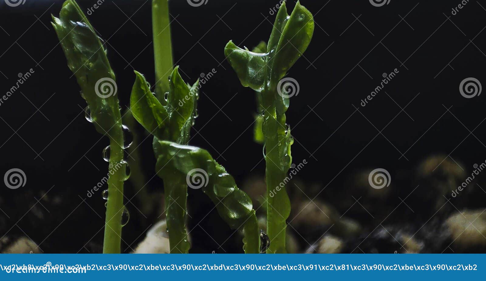 Green Plant Sprouts with Water Drops on the Leaves Stock Image - Image ...