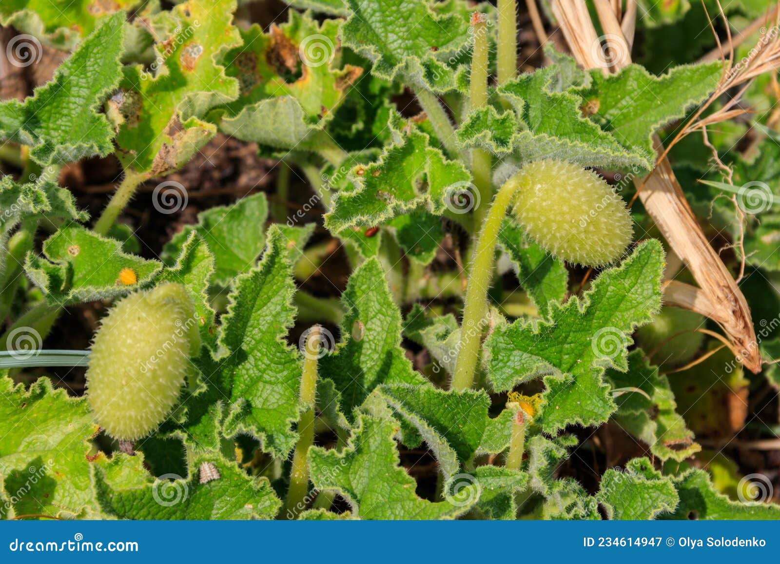Green Plant of Squirting Cucumber or Exploding Cucumber Ecballium ...