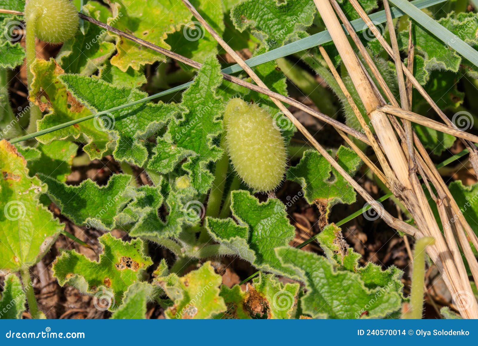 Green Plant of Squirting Cucumber or Exploding Cucumber Ecballium ...