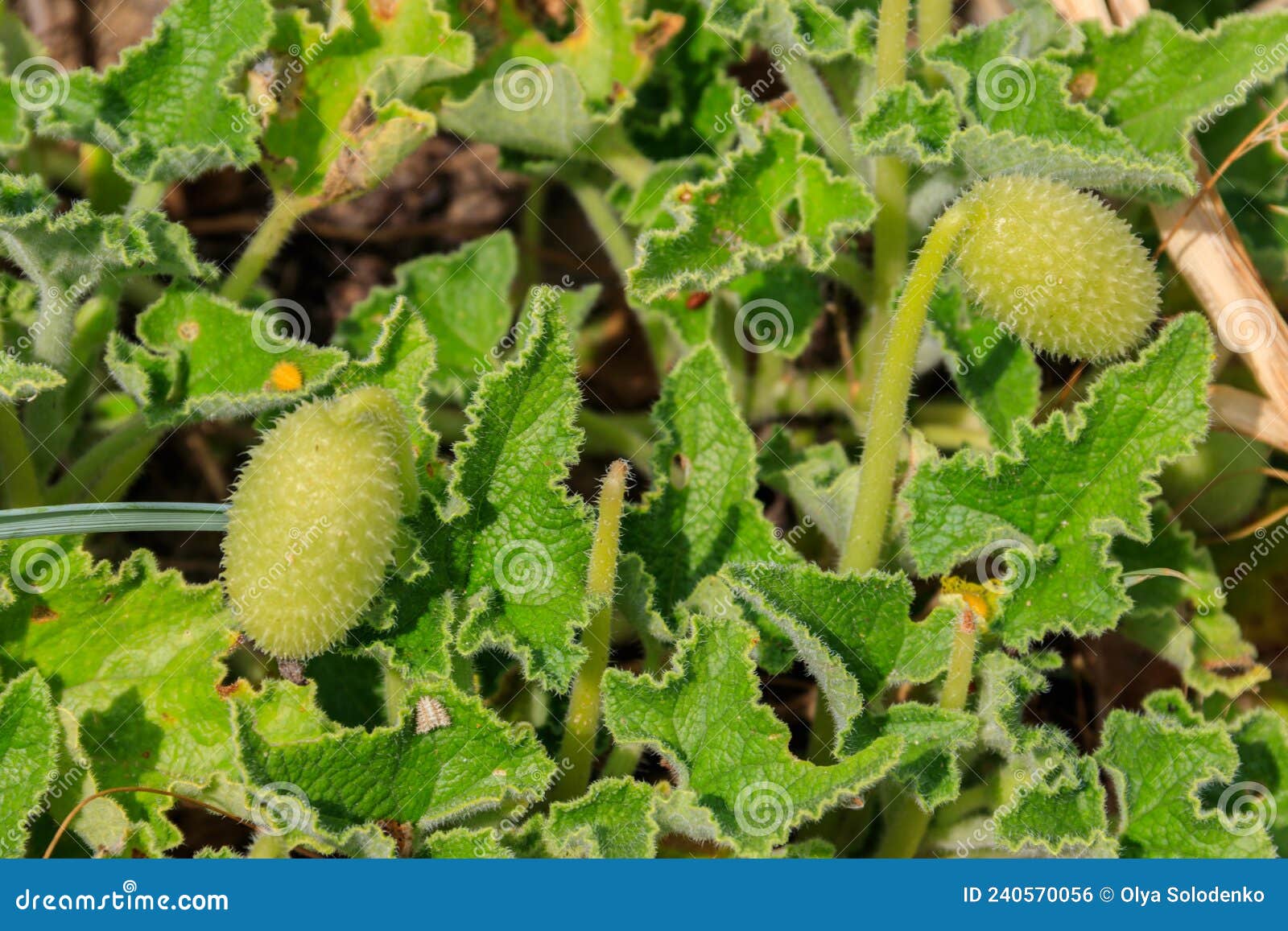Green Plant of Squirting Cucumber or Exploding Cucumber Ecballium ...