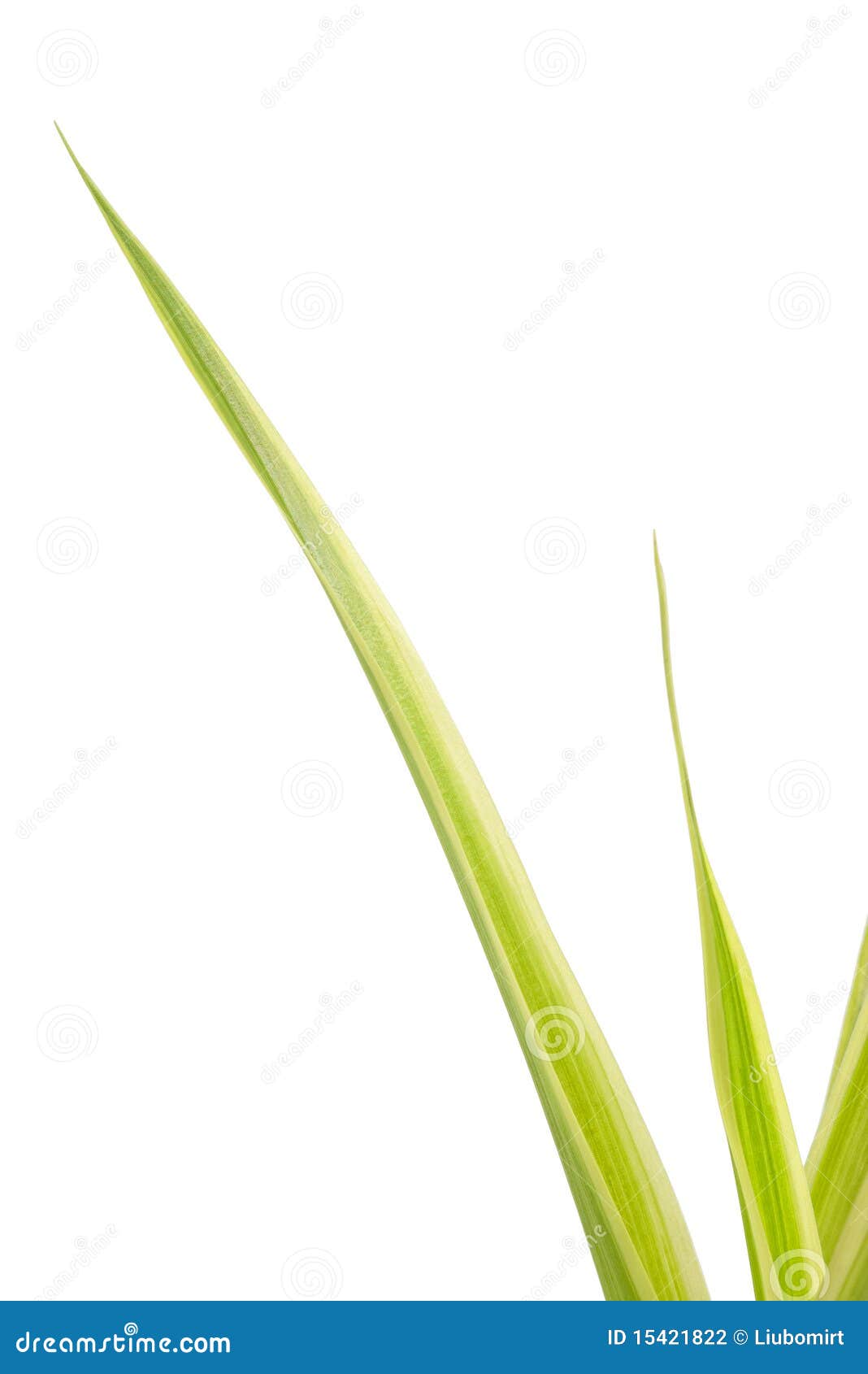Green plant stems stock photo. Image of isolated, sprout - 15421822
