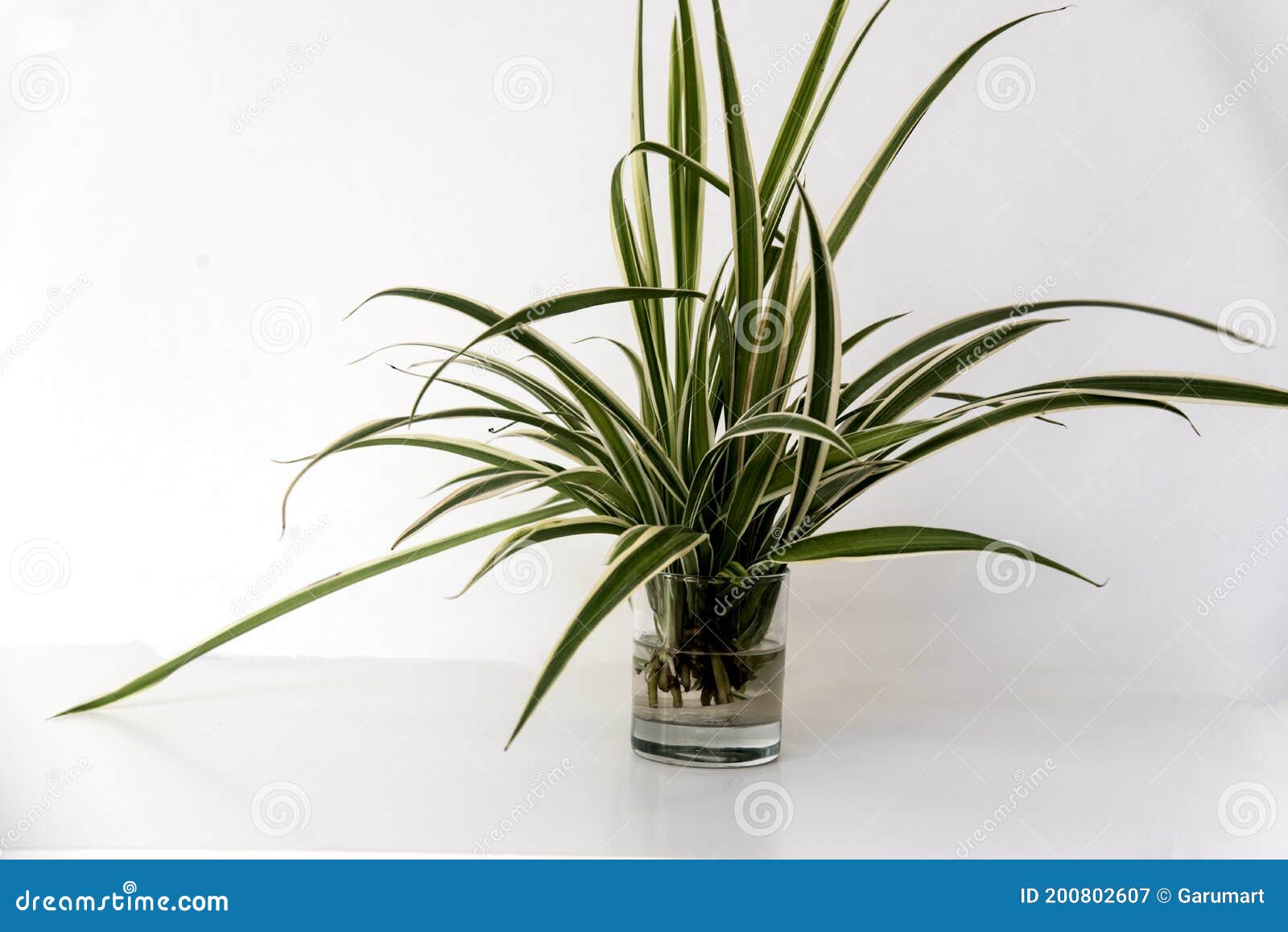 Green Plant Stems Rooting in a Glass Stock Image - Image of glass ...