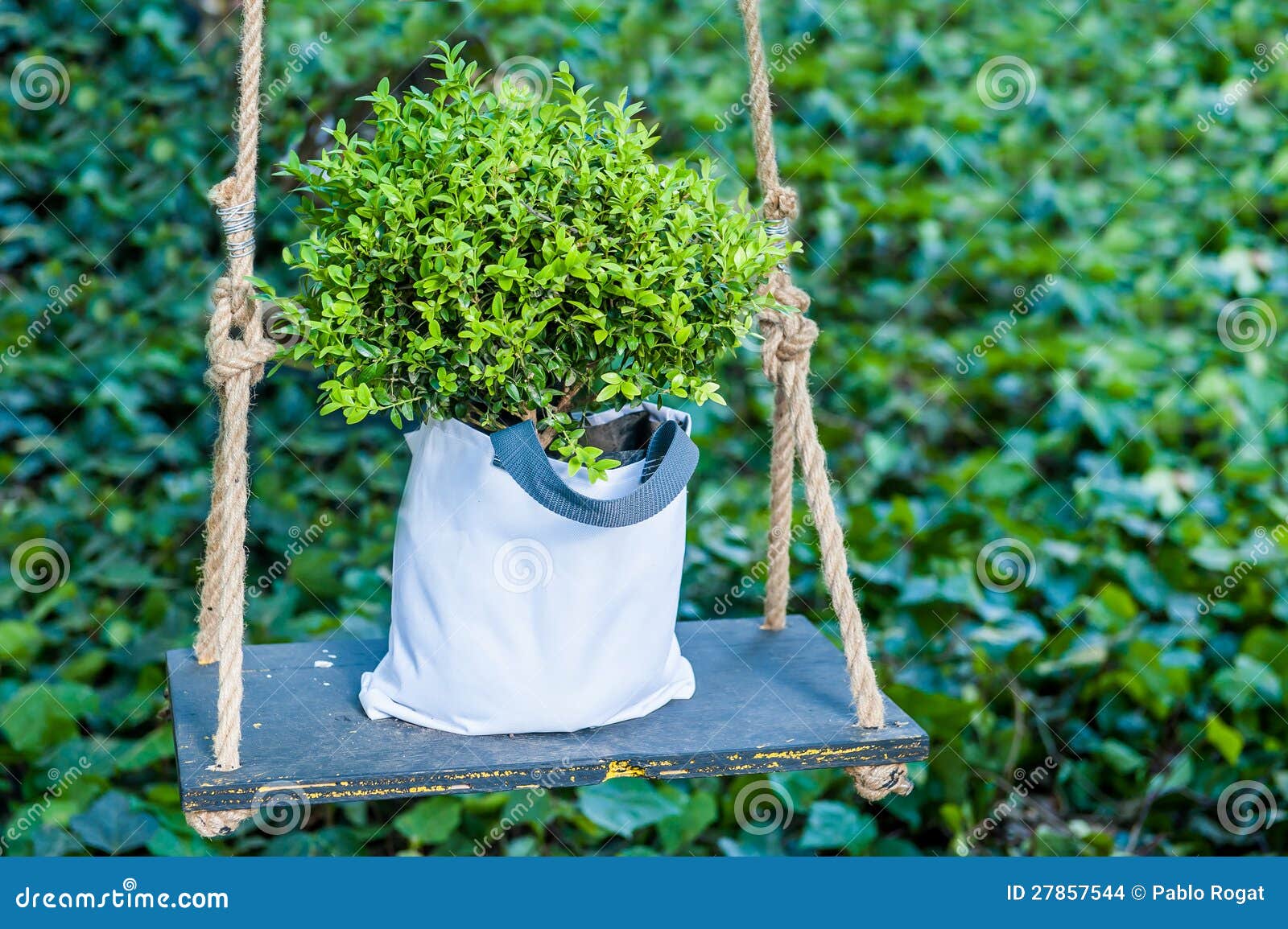 Green plant in the swing stock photo. Image of growth - 27857544