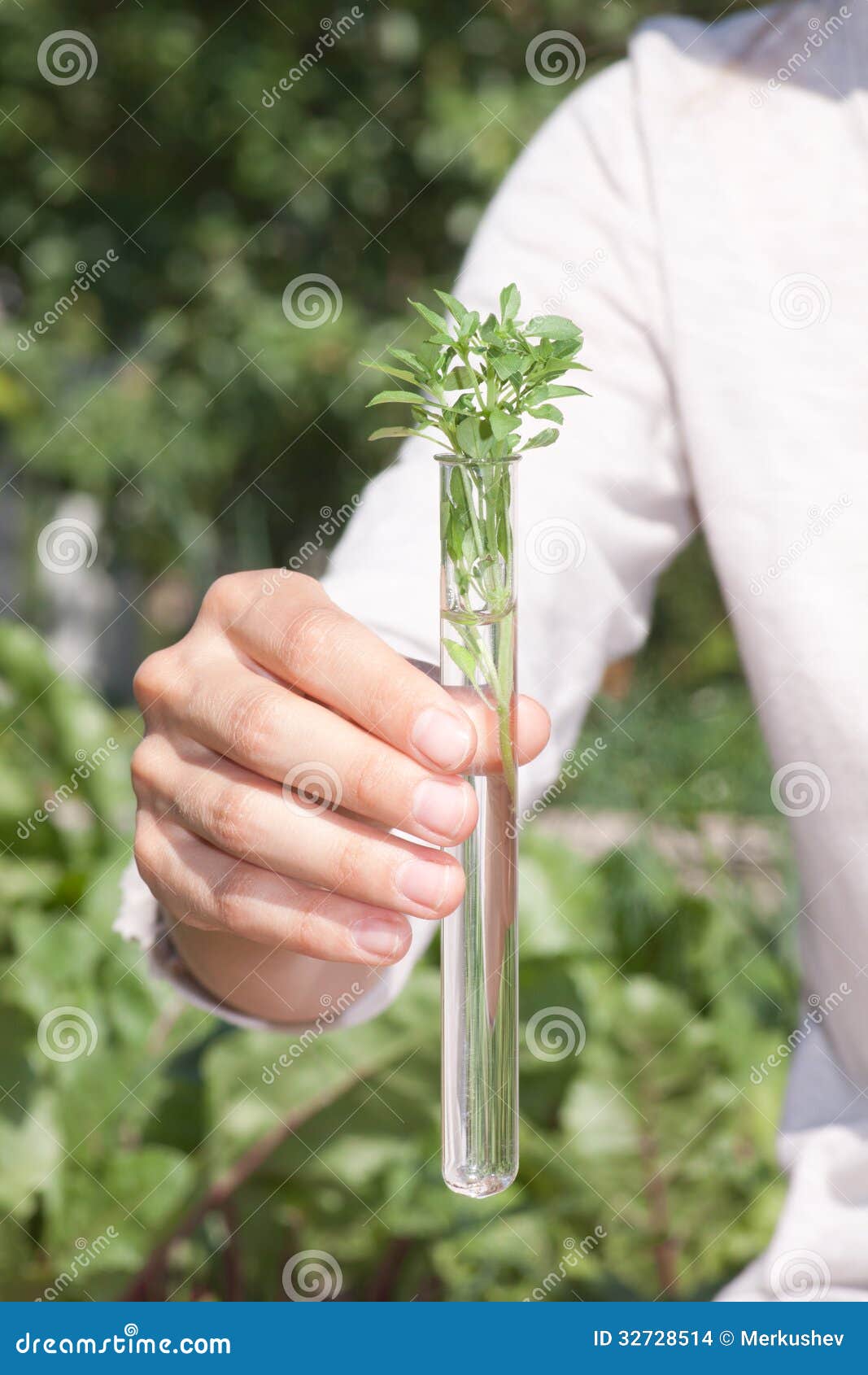Green plant in test tube stock photo. Image of background - 32728514