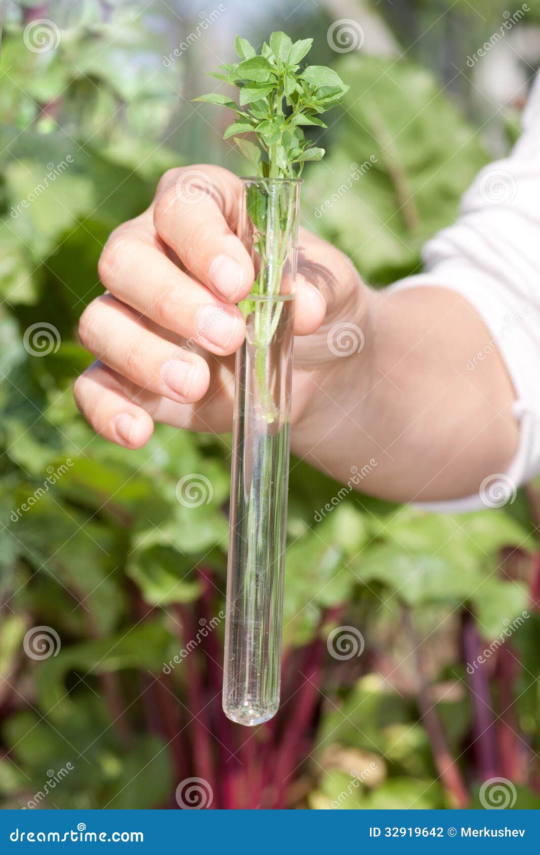 Green plant in test tube stock photo. Image of microbiology - 32919642