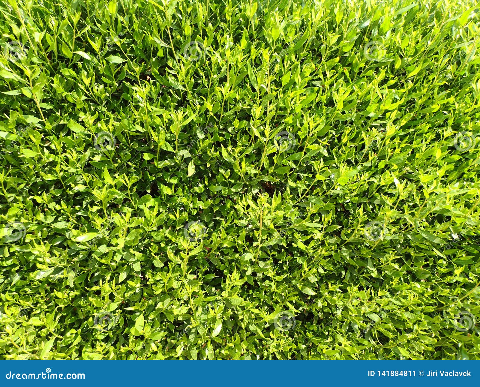Green plant texture stock image. Image of fresh, abstract - 141884811