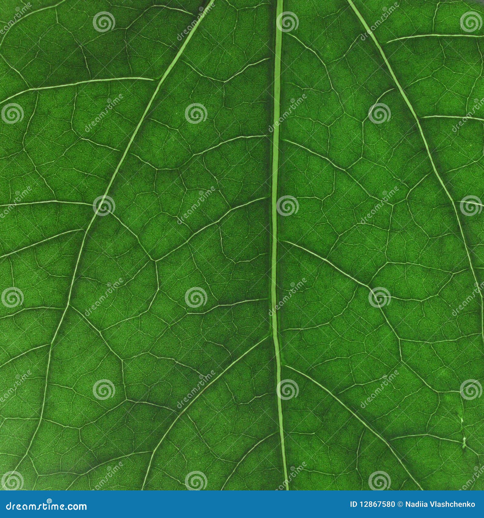 Green Plant Texture As Background Stock Photo - Image of macro ...