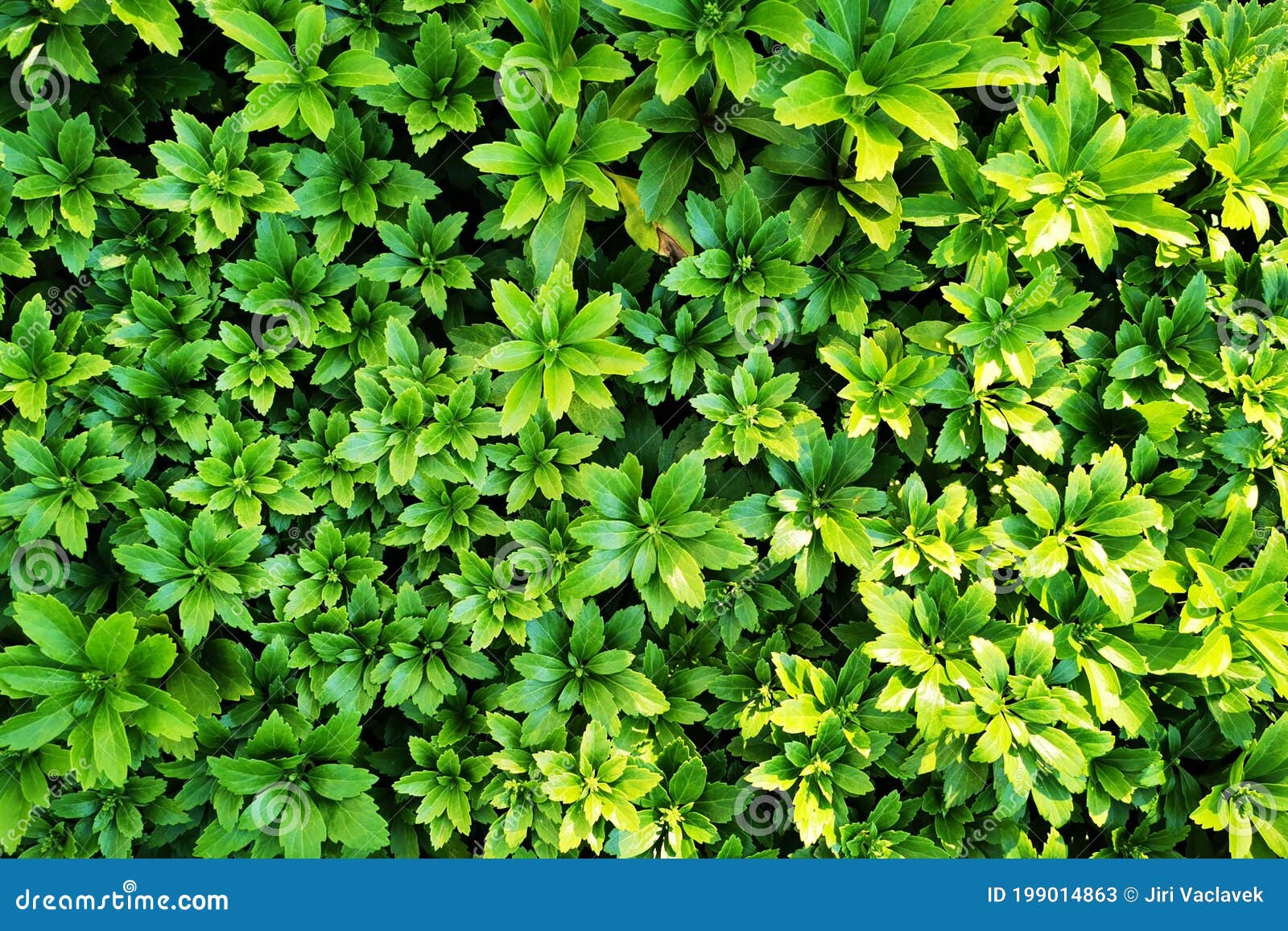 Green plant texture stock image. Image of fence, spring - 199014863