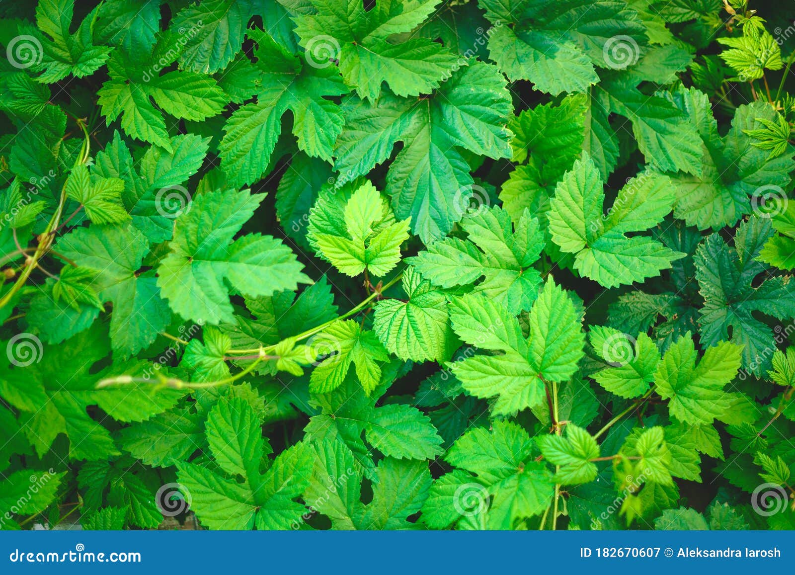 Green Plant Texture. Best Background for Design Stock Image - Image of ...