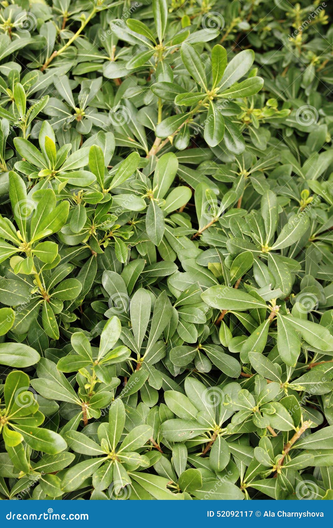 Green plant texture stock image. Image of grass, pattern - 52092117