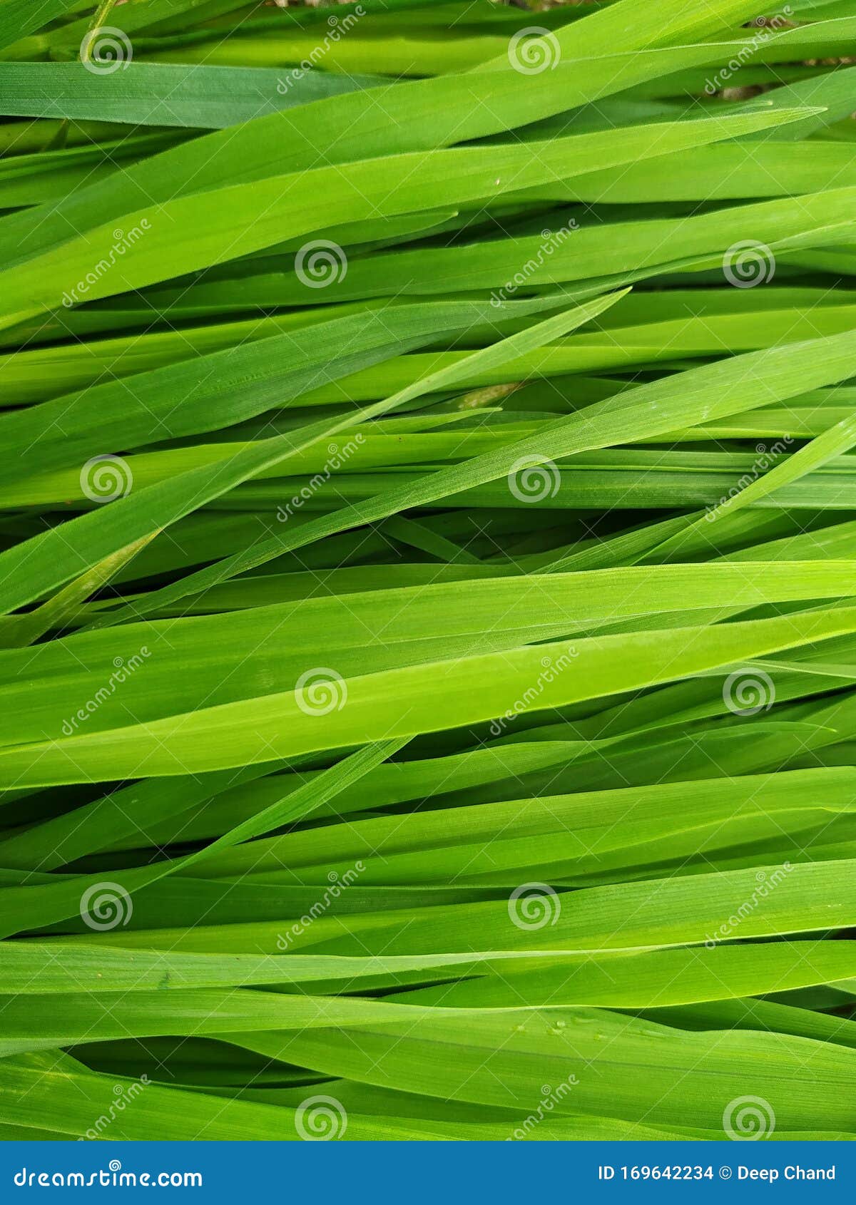Green plant texture stock photo. Image of green, ribbon - 169642234