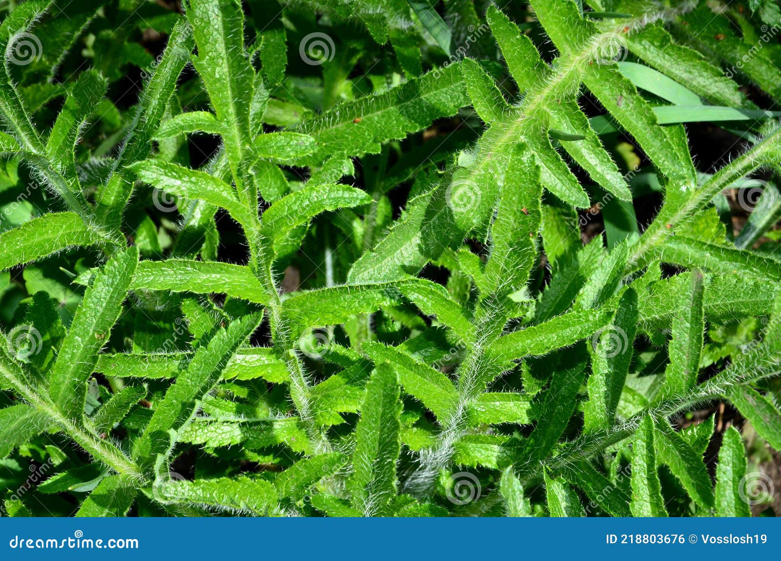 Green Plant with Thin Long Leaves As a Background. Stock Photo - Image ...