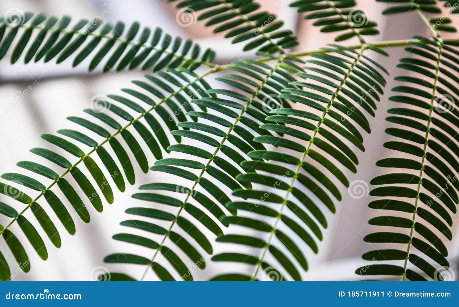 Green Plant with Tiny Leaves Stock Image - Image of leaf, close: 185711911