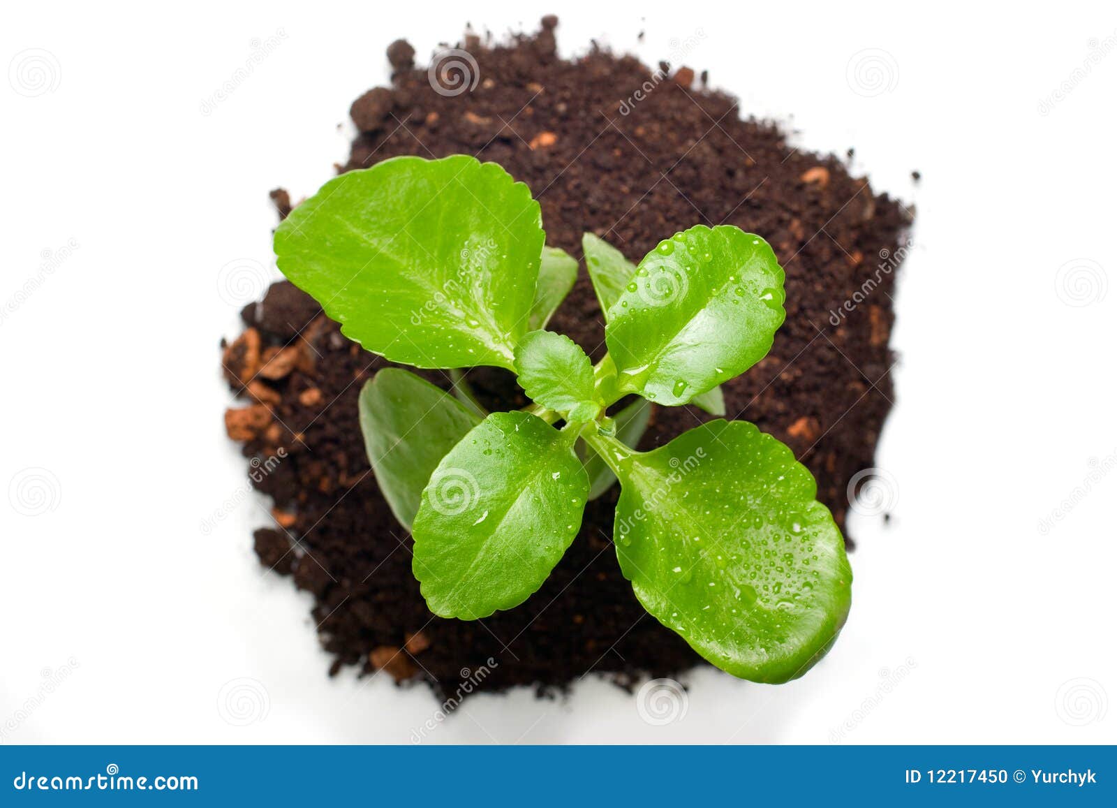 Green plant from top view stock photo. Image of green - 12217450