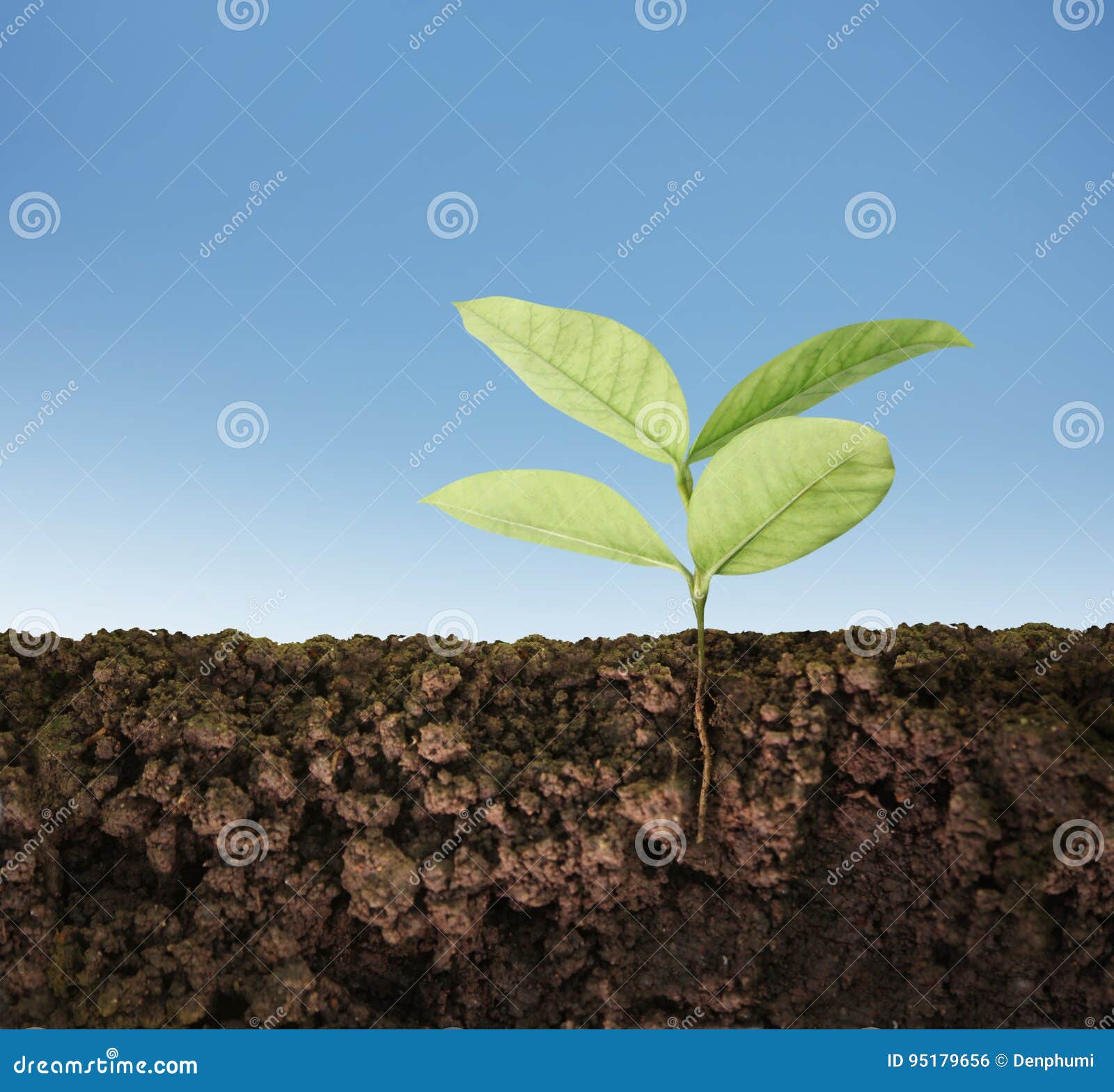 Green plant tree growing stock photo. Image of ecology - 95179656