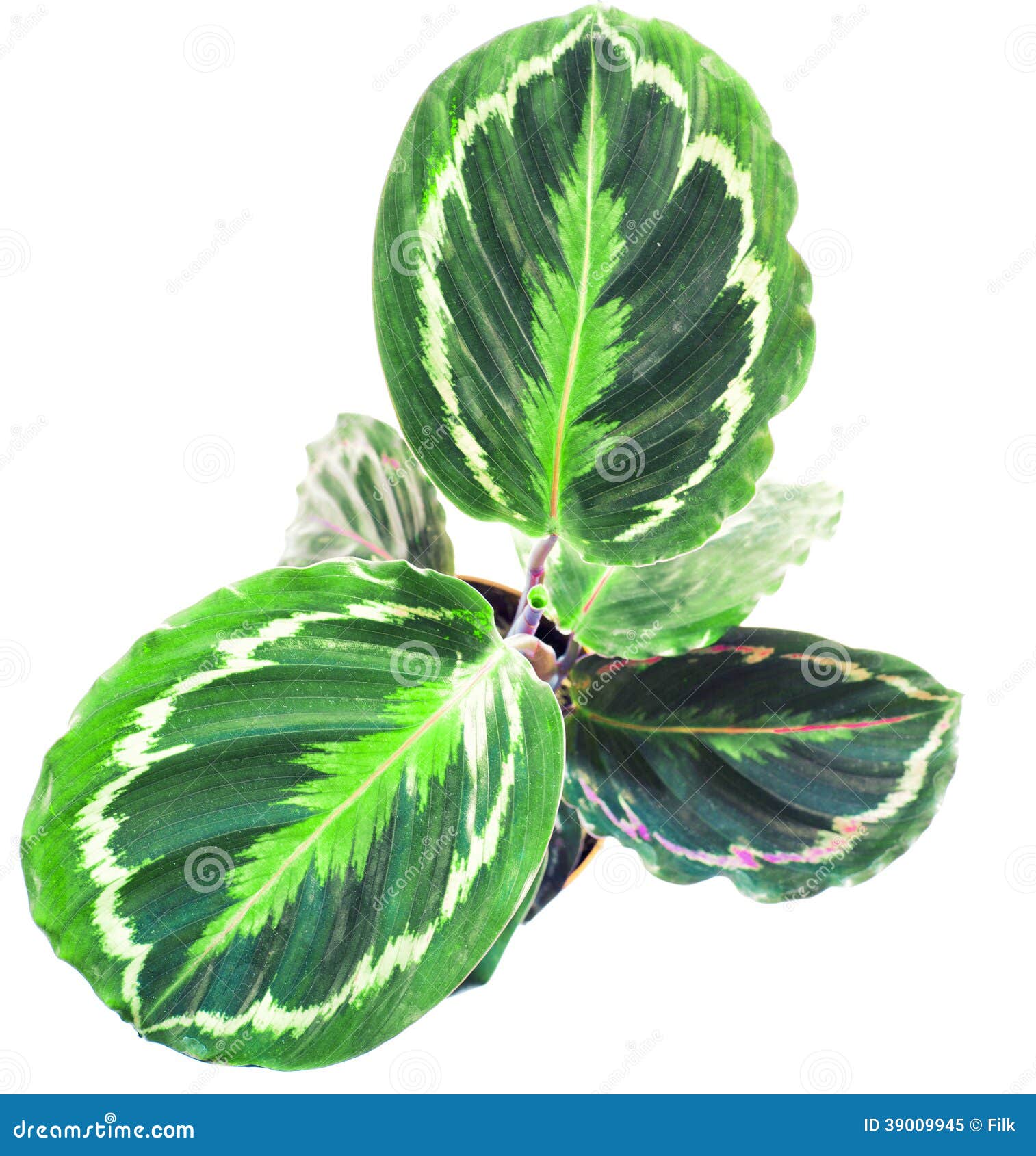 Green Plant, View from Above Stock Image - Image of succulent, plant ...